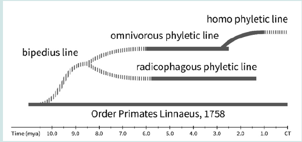 The phyletic relationship between bipedal primates from Africa and from ...